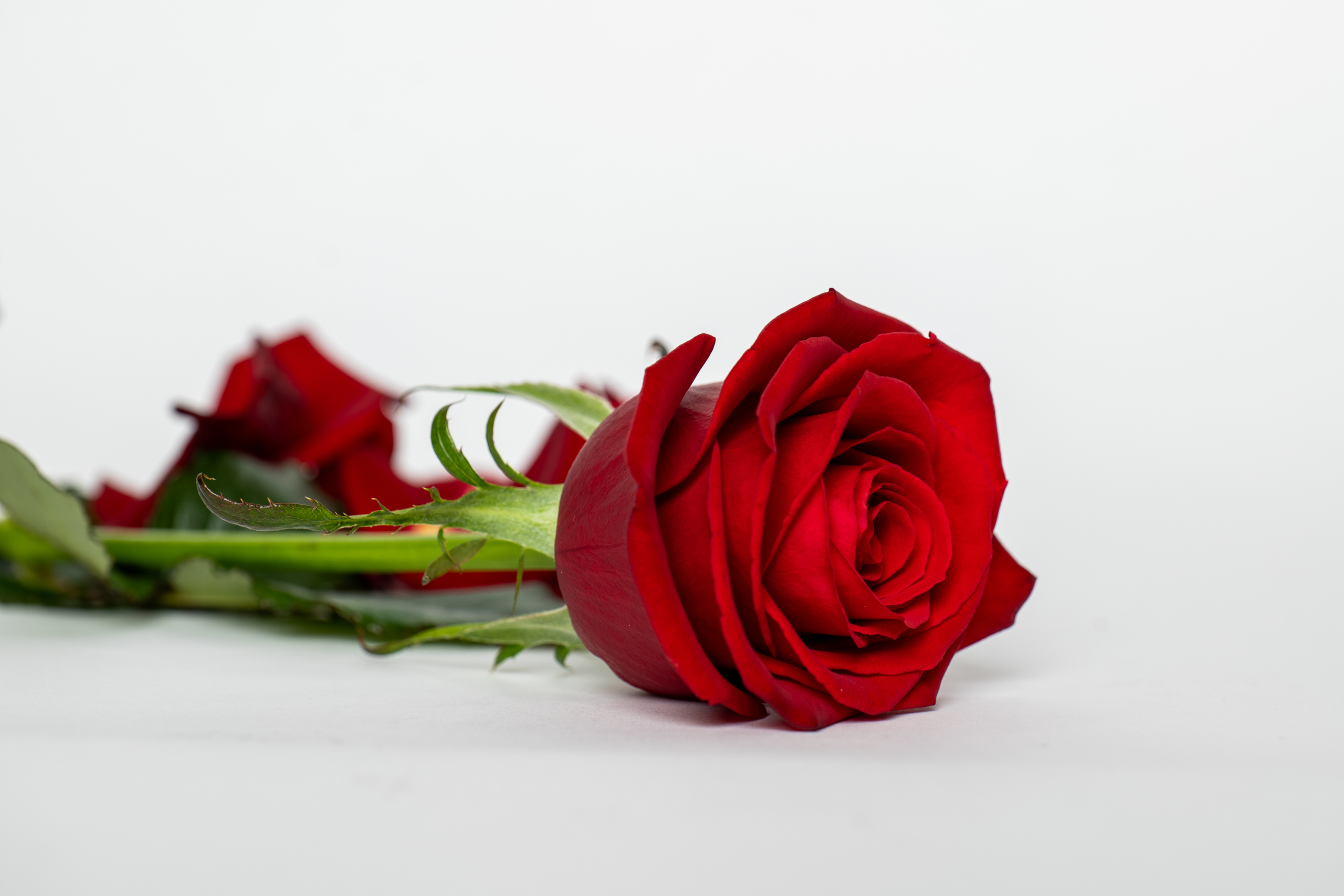 Single Rose - Botany Downs Florist & East Auckland same day delivery ...